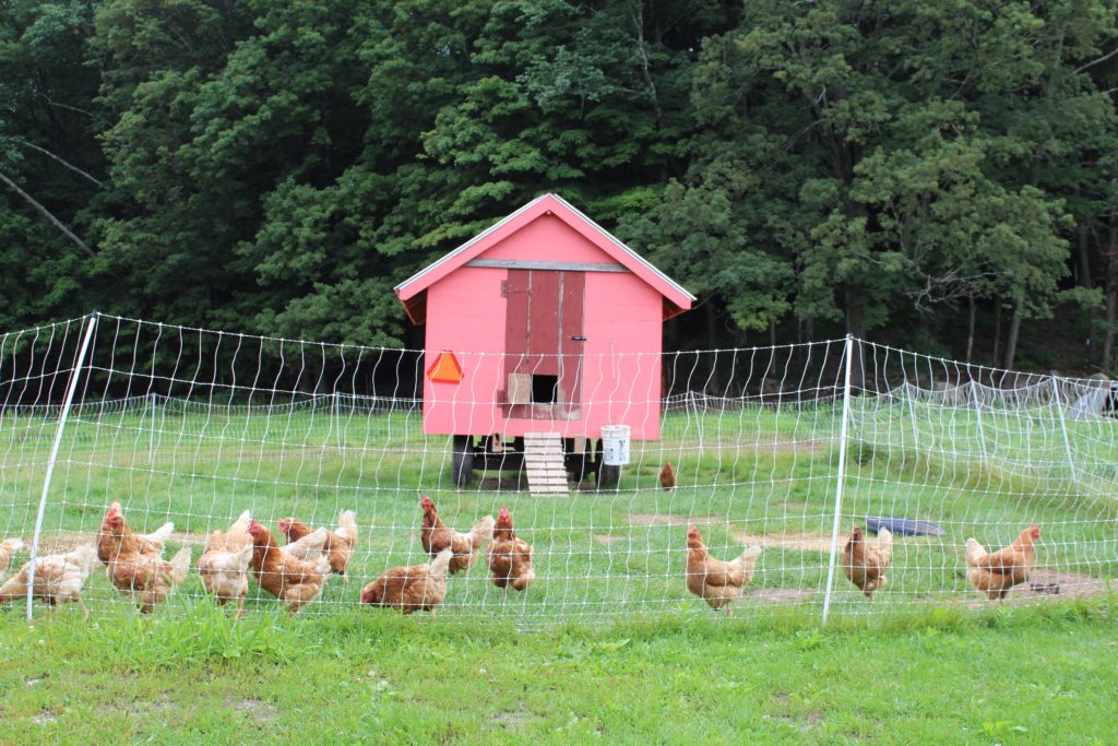 Sustainable Berkshires: North Plain Farm’s new digs - The Berkshire Edge