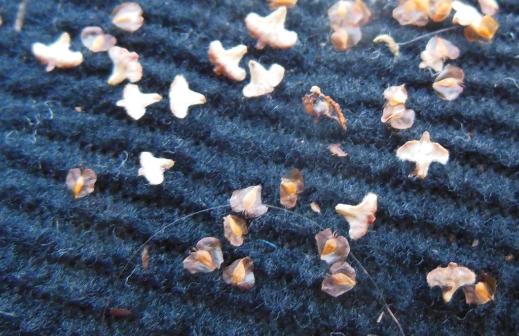 NATURE'S TURN: Birch trees seed the new year; farmers feed seasonal ...