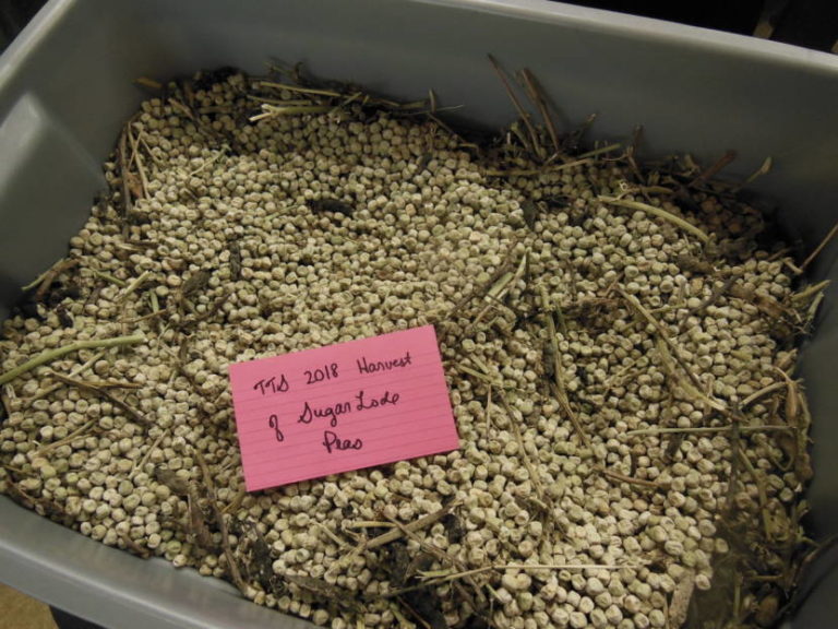 NATURE’S TURN: On the cusp of winter, Turtle Tree Seeds turns toward ...