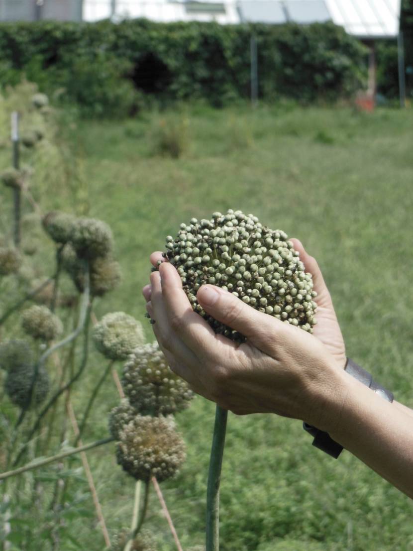 NATURE’S TURN: On the cusp of winter, Turtle Tree Seeds turns toward ...
