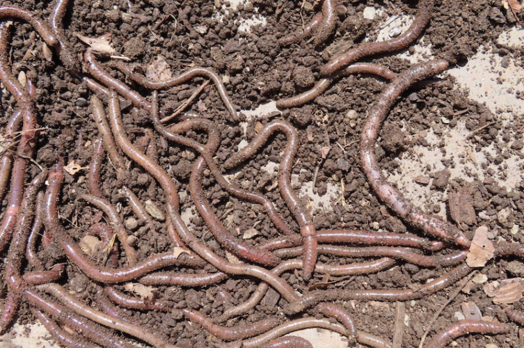 NATURE'S TURN: Destructive, invasive jumping worms - The Berkshire Edge