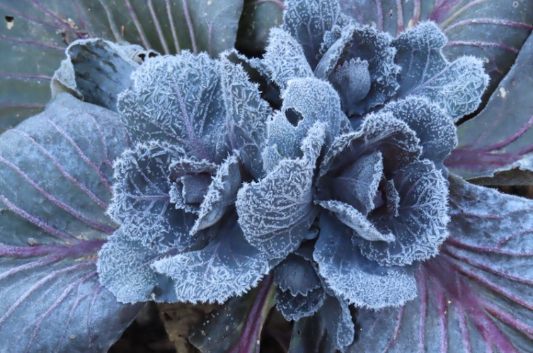 NATURE'S TURN: Latest frost in half-century of local record keeping ...