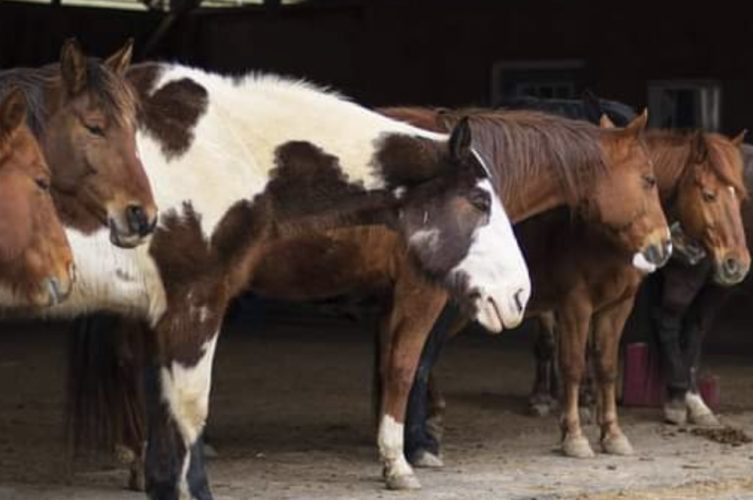 BUSINESS MONDAY: Spotlight on Blue Rider Stables Inc. - The Berkshire Edge