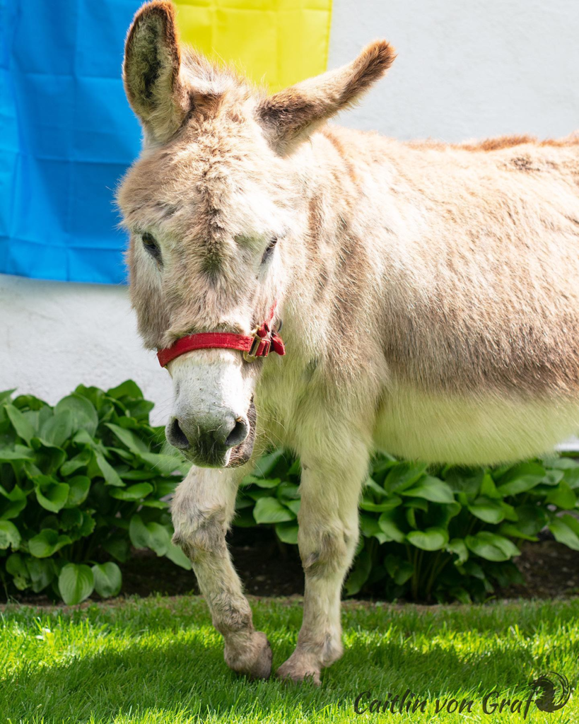 BUSINESS MONDAY: Spotlight on Blue Rider Stables Inc. - The Berkshire Edge