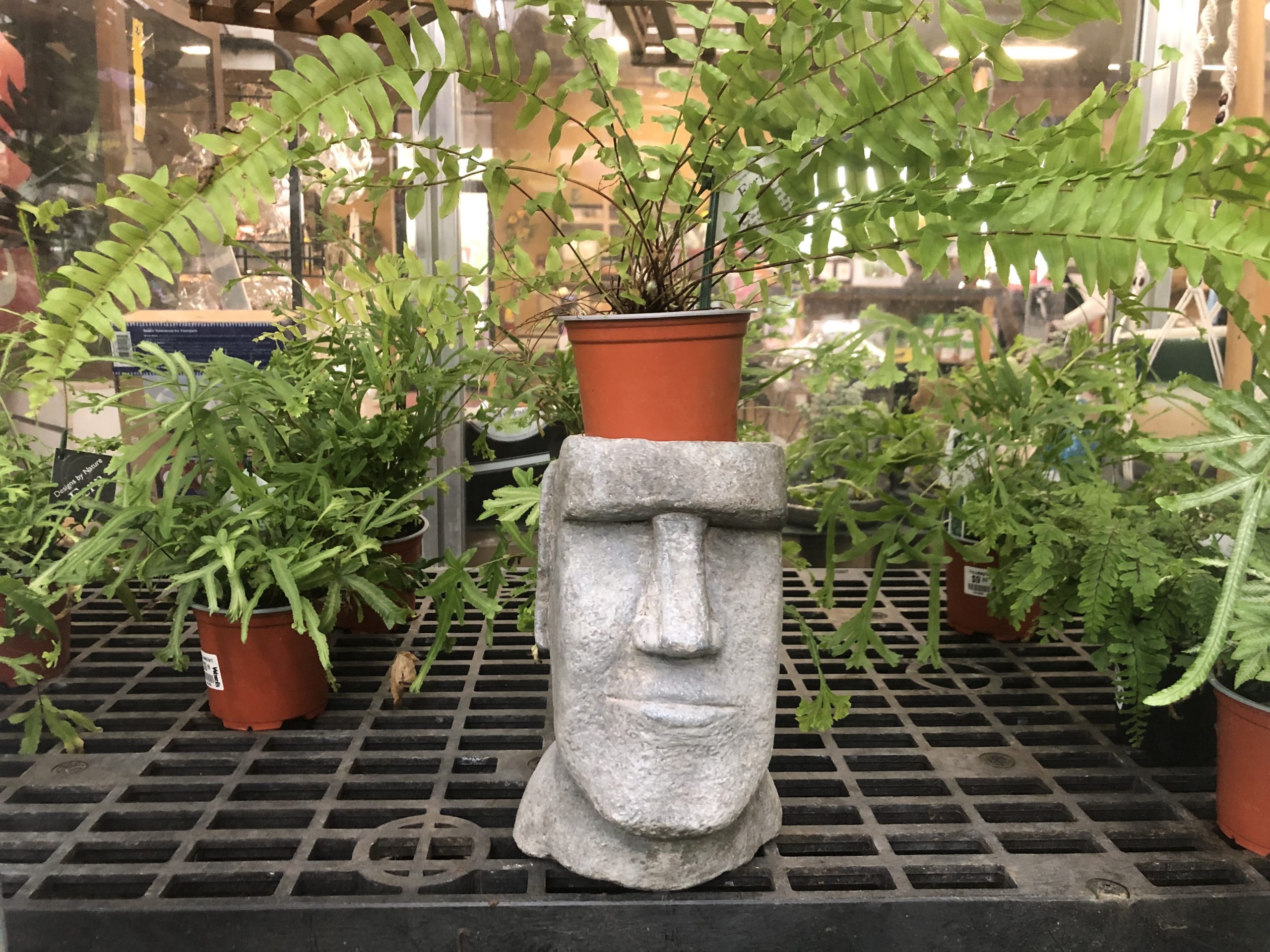 ADVENTURES IN RETAIL: Finding ferns at Ward's Nursery & Garden Center - The Berkshire Edge