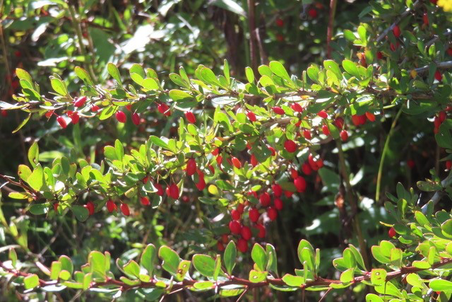 NATURE'S TURN: For a living landscape, know invasive plants and root ...