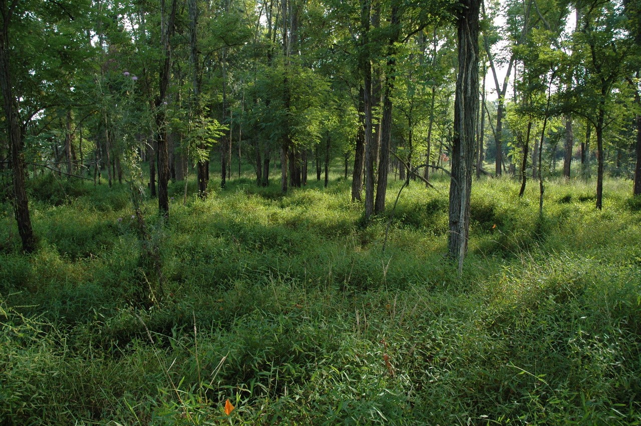 NATURE'S TURN: For a living landscape, know invasive plants and root ...
