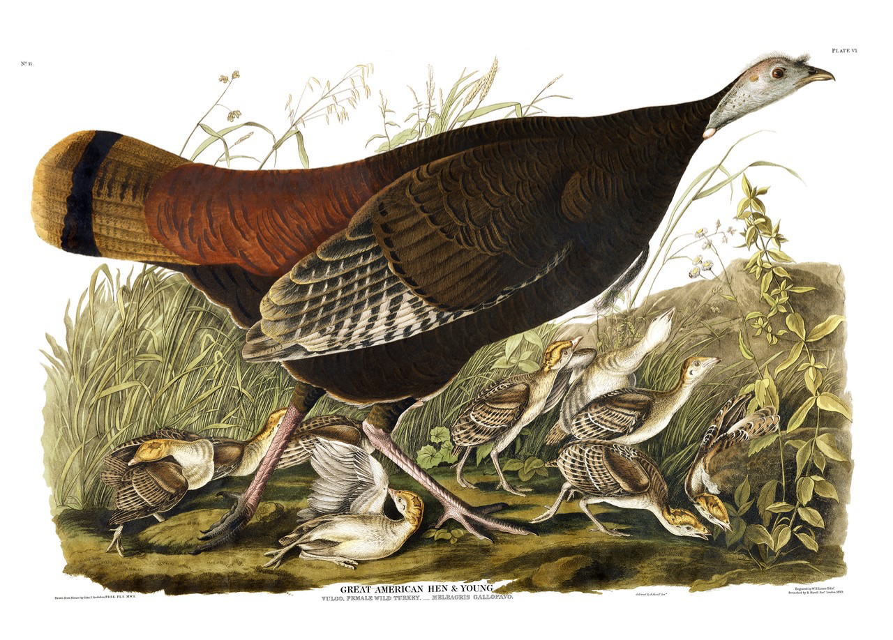 NATURE'S TURN: North America’s native turkey rebounds from near ...