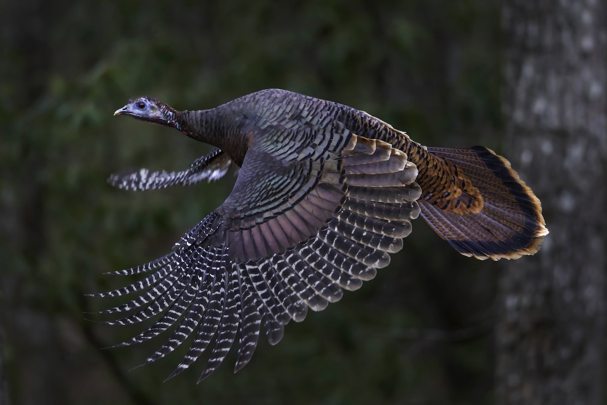 NATURE'S TURN: North America’s native turkey rebounds from near ...