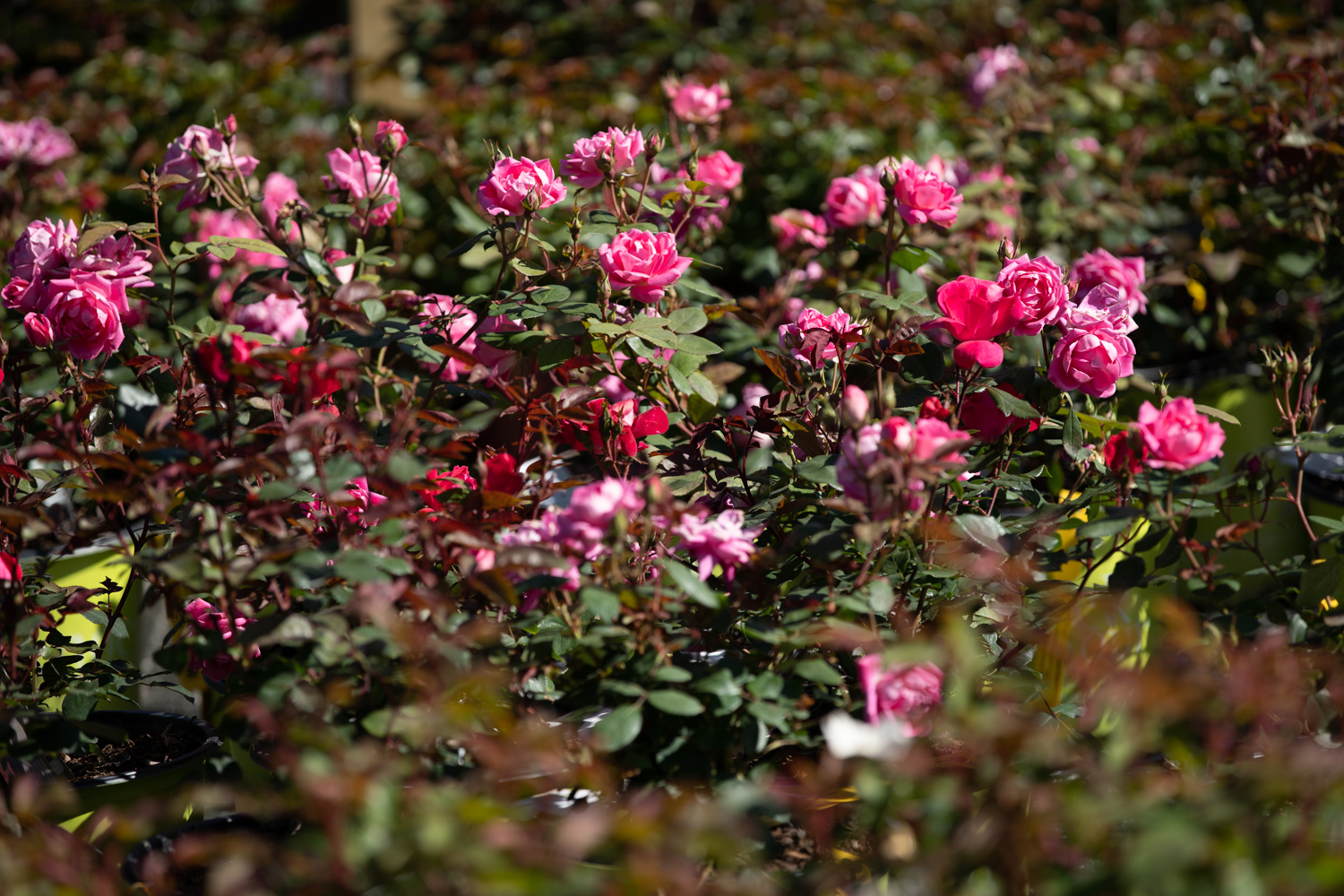 BUSINESS MONDAY: Spotlight on Ward's Nursery and Garden Center ...