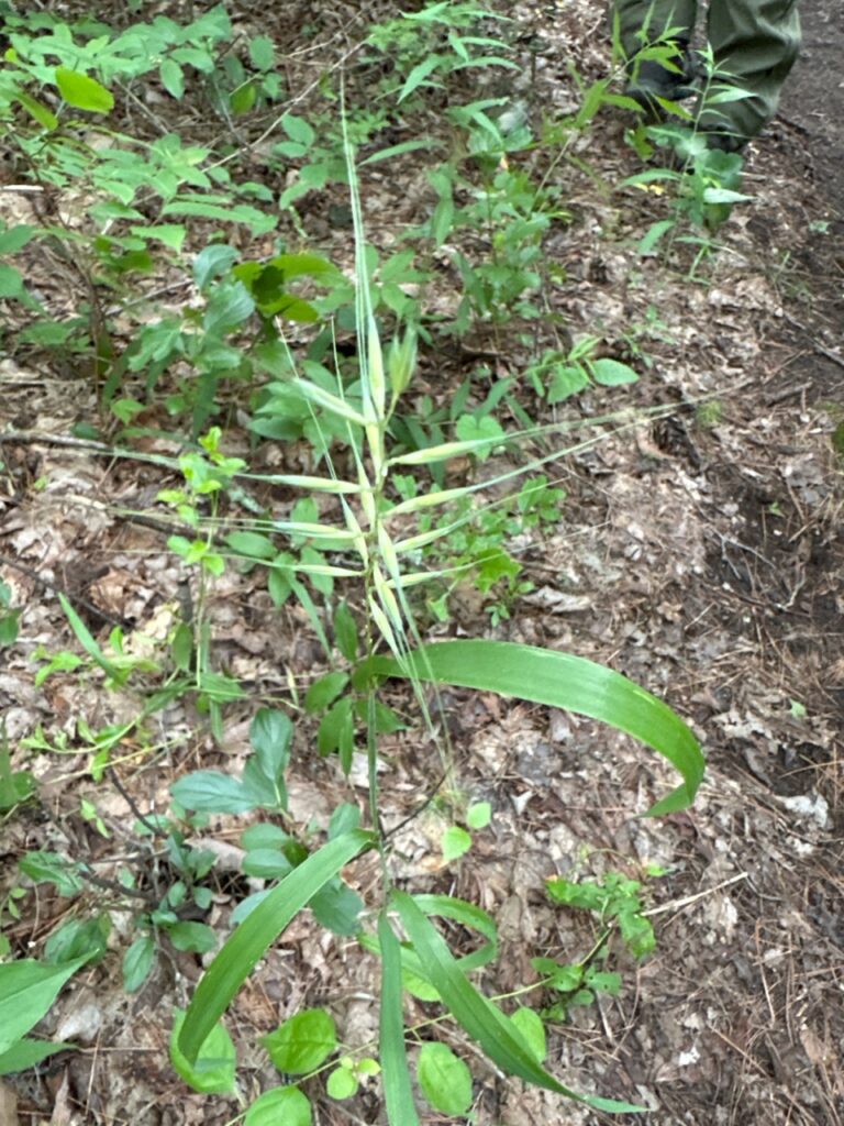 NATURE'S TURN: Explore New World Plants—A Berkshire ramble on the ...