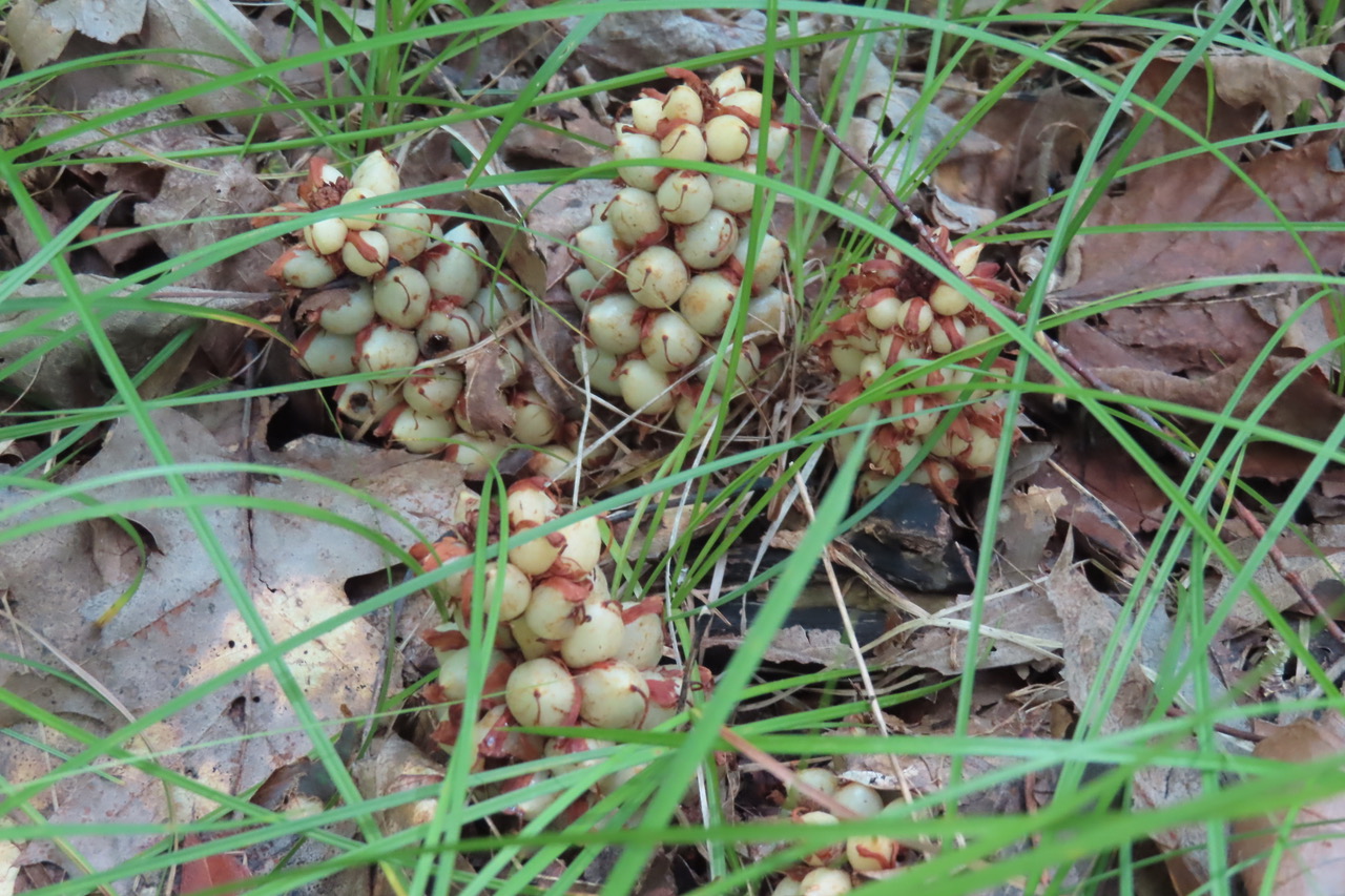 NATURE'S TURN: Explore New World Plants—A Berkshire ramble on the ...