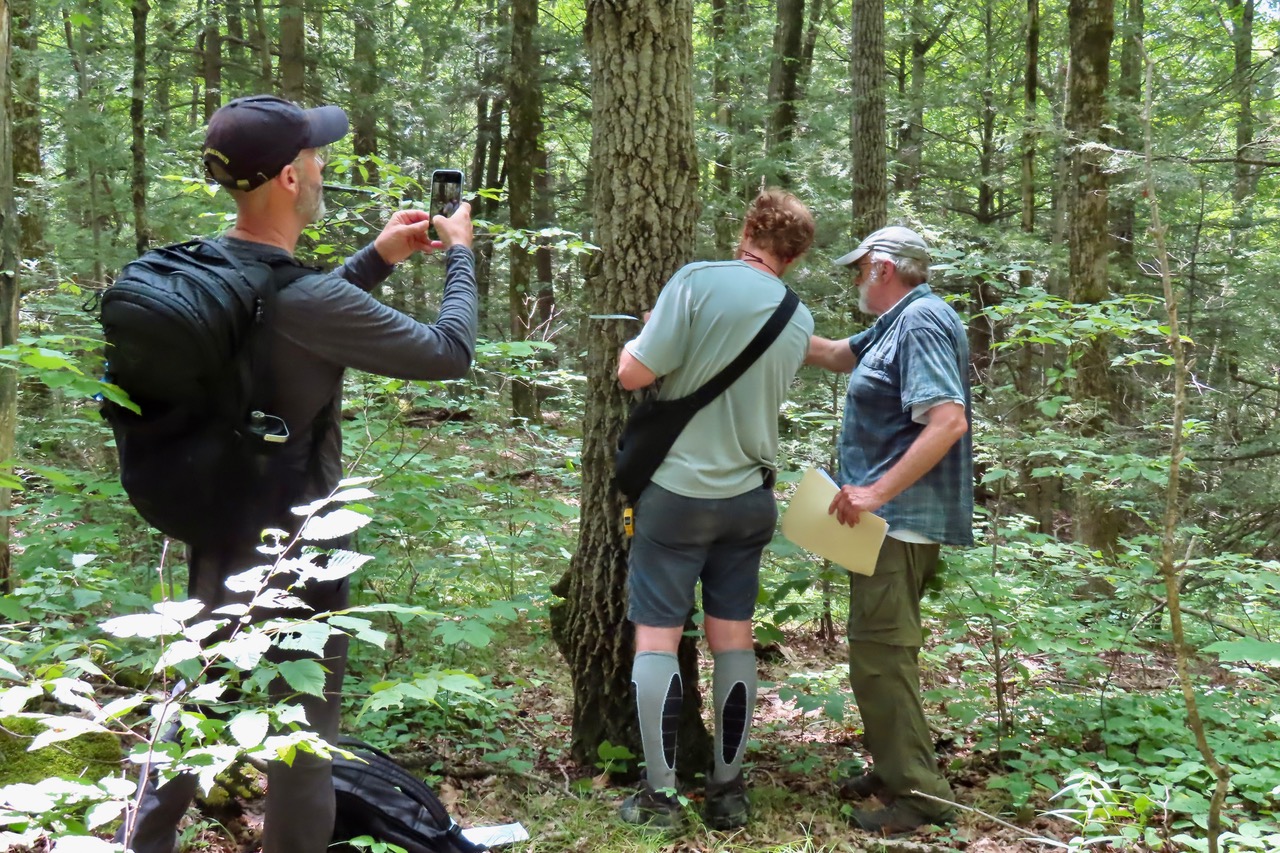 NATURE'S TURN: Explore New World Plants—A Berkshire ramble on the ...