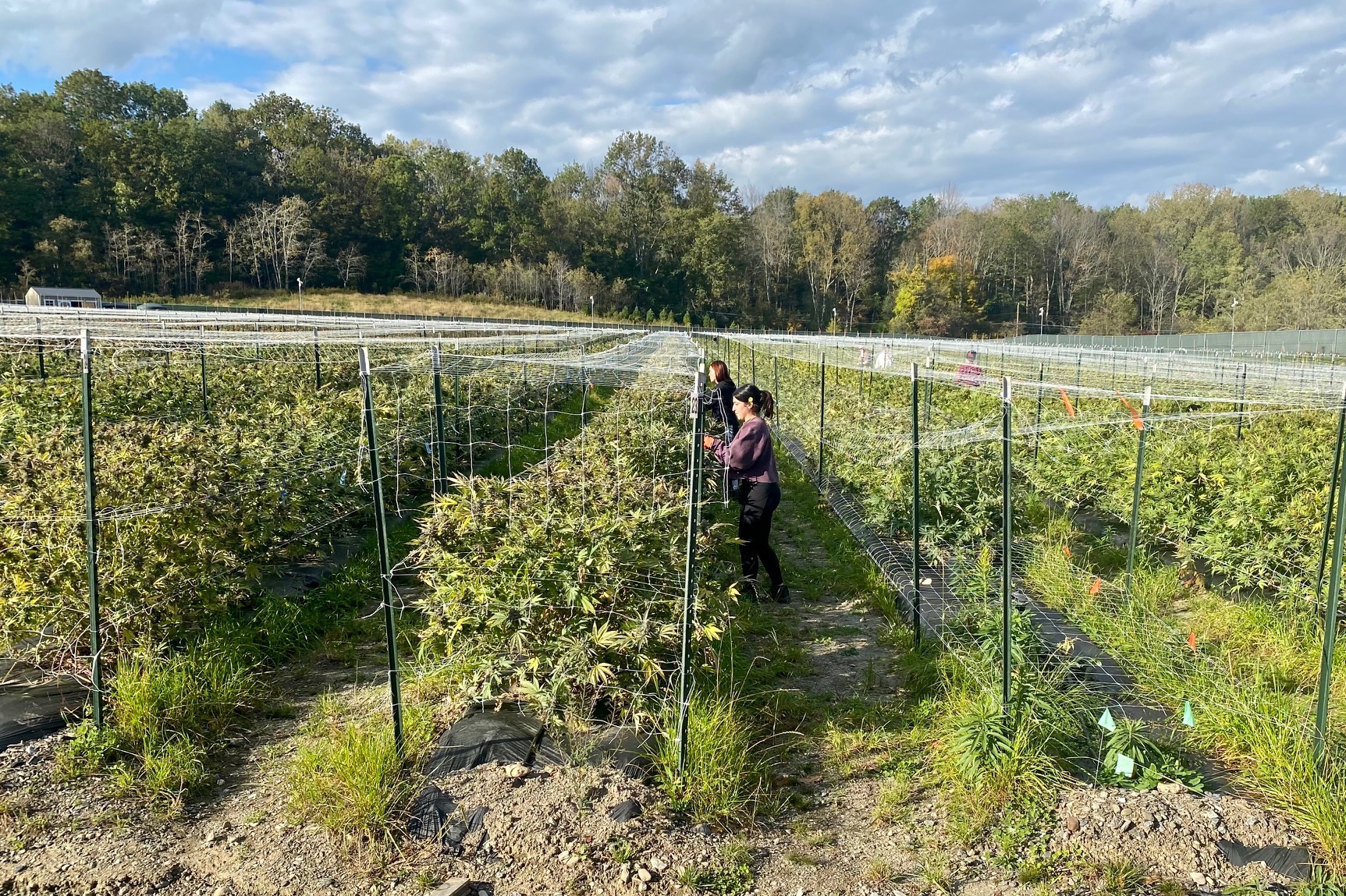 A trip through Wiseacre Farm - The Berkshire Edge