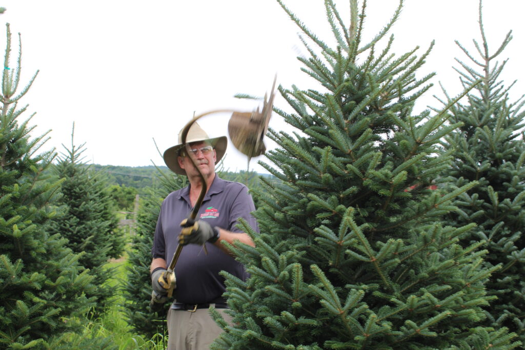 BUSINESS MONDAY: Spotlight on Seekonk Tree Farm—growing sustainably ...