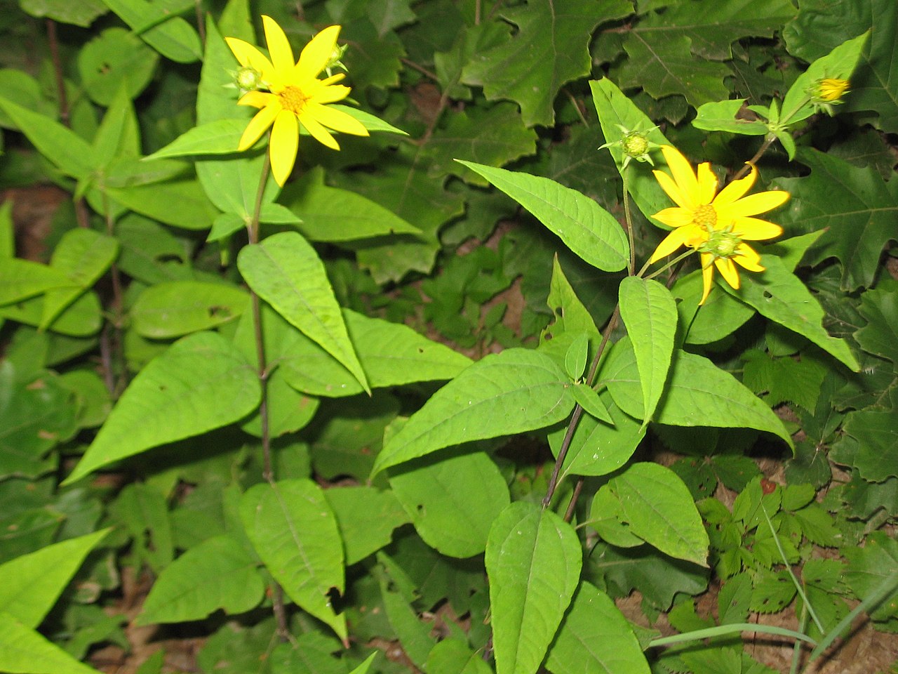 NATURE'S TURN: Power plants of the northeastern ecoregion - The ...