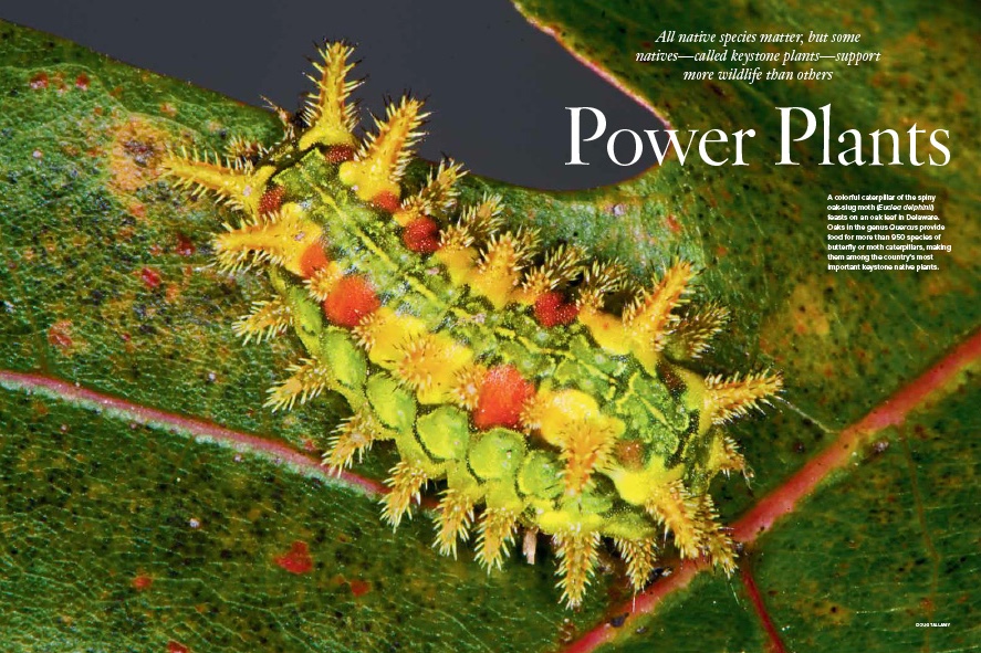 NATURE'S TURN: Power plants generate biodiversity - The Berkshire Edge