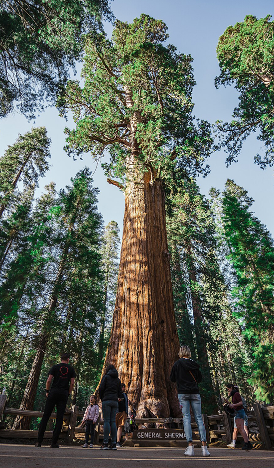 Branching out: Poems about trees - The Berkshire Edge