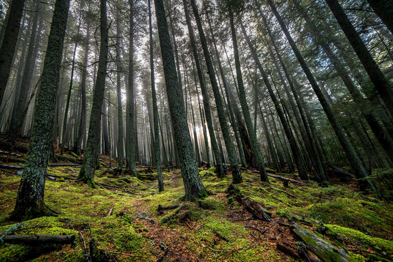 Branching out: Poems about trees - The Berkshire Edge